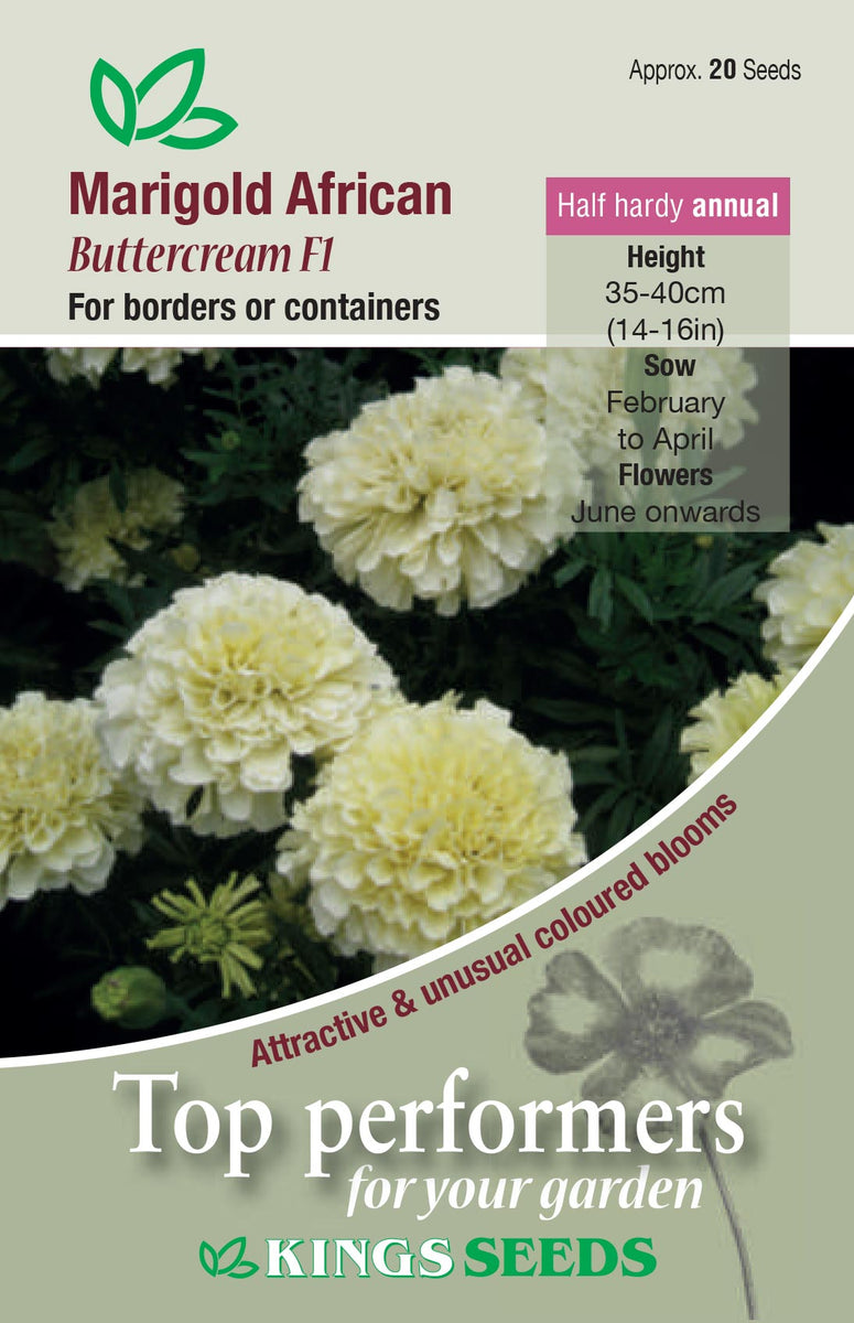 Marigold African Buttercream F1 by Kings Seeds | Mill Race Garden Centre