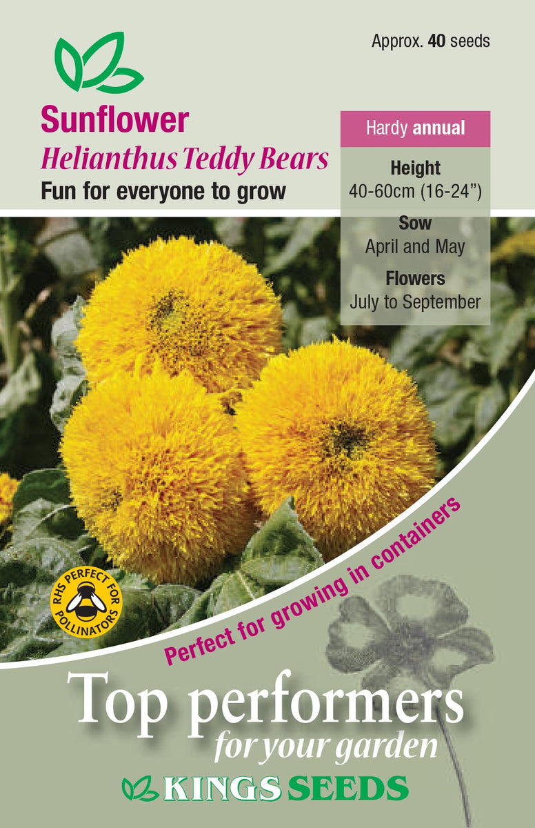 Sunflower Teddy Bears by Kings Seeds | Mill Race Garden Centre