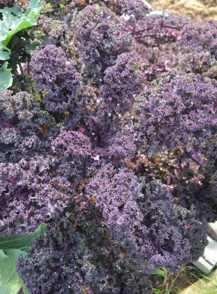 RedBor F1 Borecole Seeds | Winter-Hardy Curly Kale