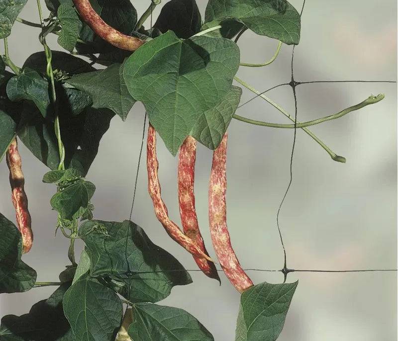 Green Garden Netting for Sweet Peas & Runner Beans – 11m x 2m with ...