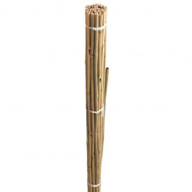 GI Bamboo Canes Bulk Bundle 60cm 2' 20pk | Mill Race Garden Centre